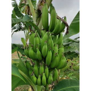 POKOK PISANG NANGKA SULUR | Shopee Malaysia