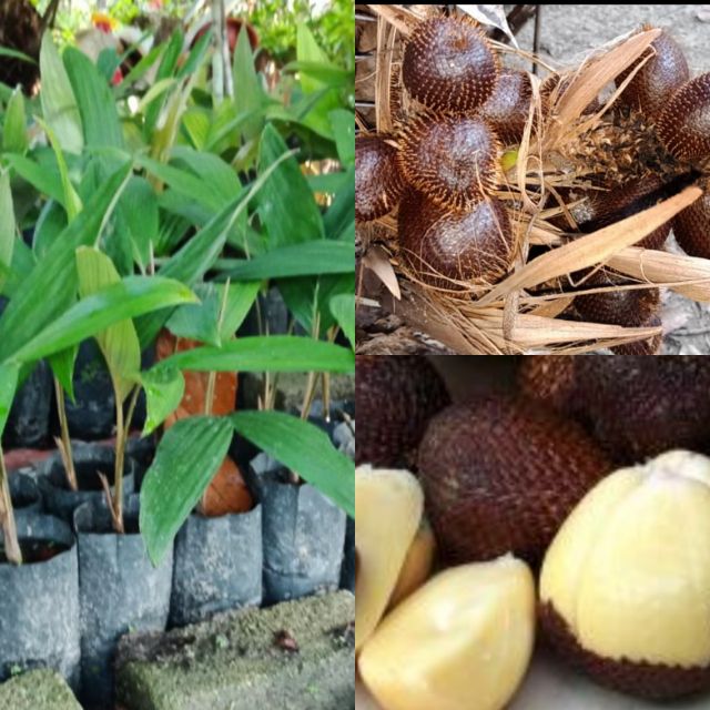 Anak Pokok Salak Hybrid | Shopee Malaysia