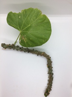 Pokok patawali /Akar seruntun/Keratan Batang | Shopee Malaysia