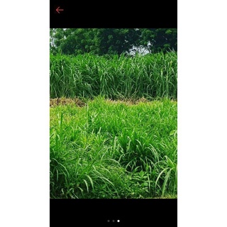 Keratan benih rumput napier ( 1 kg ) | Shopee Malaysia