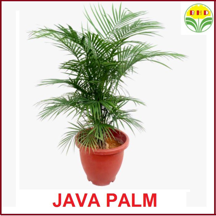 Java Palm Jawa Palm Areca Butterfly Cane Palm Real Plants Live Plants ...