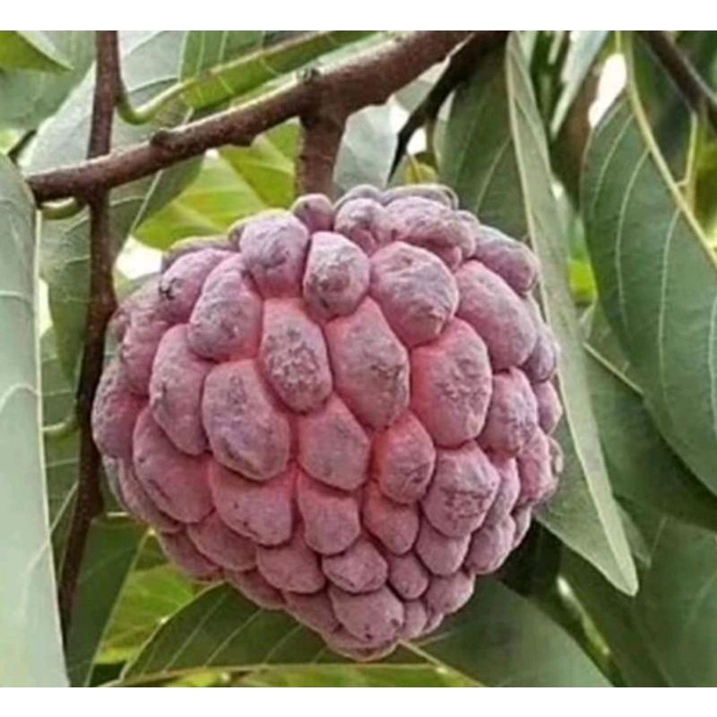 Anak Pokok Buah Nona/castard Apple Plant Hybrid Berbuah cepat | Shopee ...