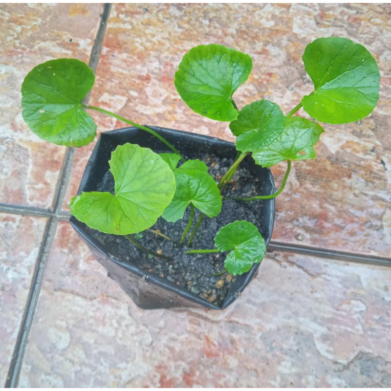 anak pokok pegaga kampung(ulam)/centella asiatica/磞大碗 | Shopee Malaysia