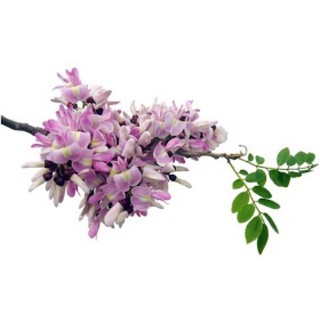 20 Helai Daun Gliricidia / Pokok Bunga Jepun / Pokok Gamal / Pokok ...
