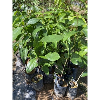 Pokok jenerih / pokok pucuk ulam jenerih / pokok ulam jenerih | Shopee ...