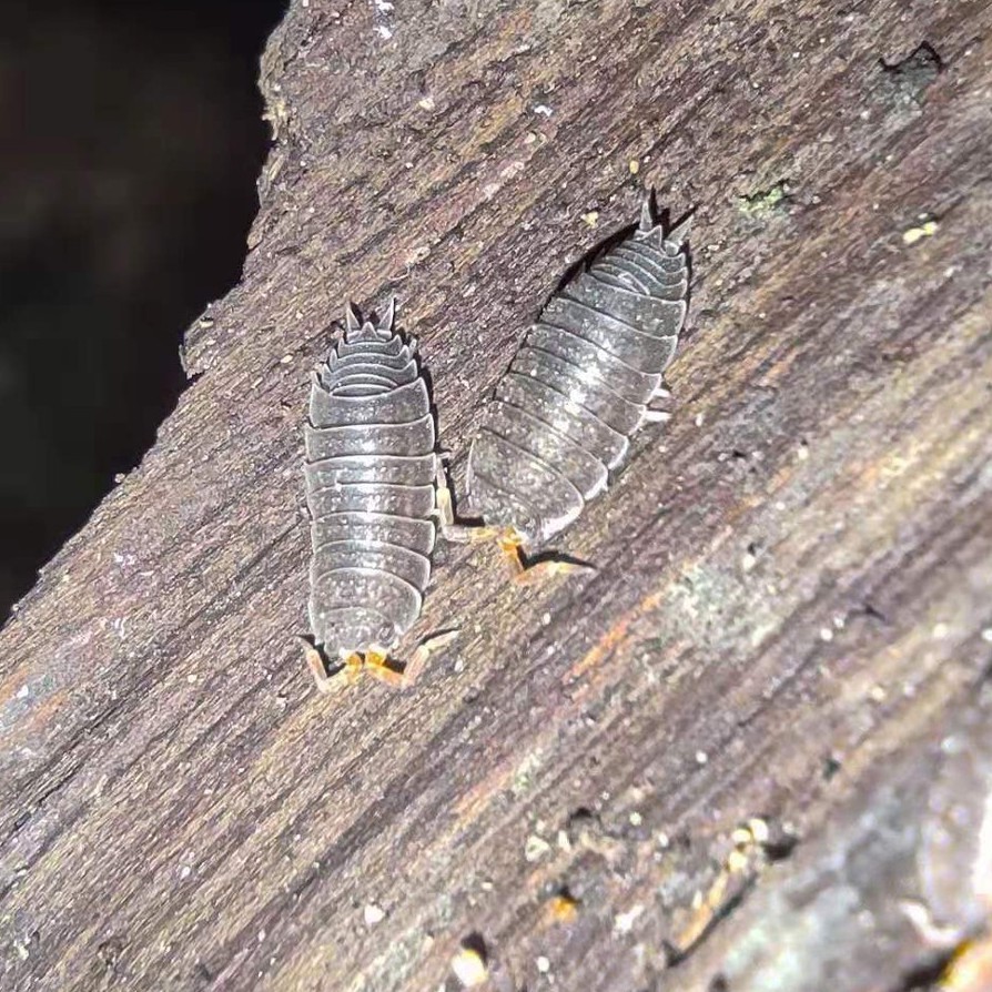 Isopod ( nagurus nanus ) | Shopee Malaysia