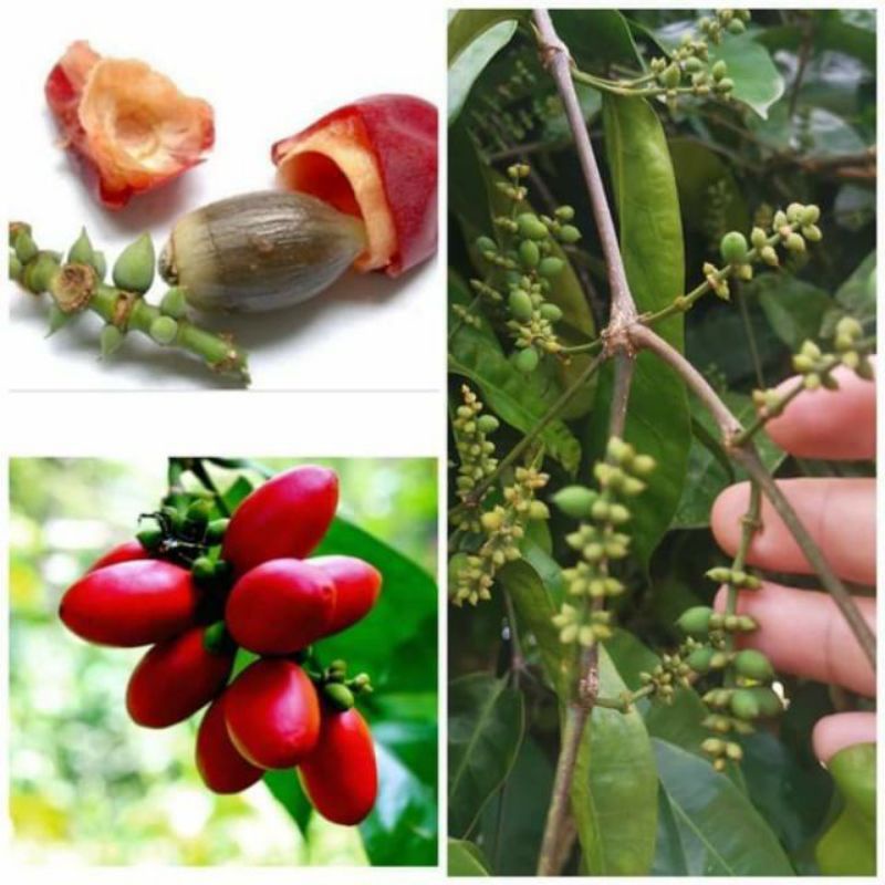 READYSTOCK +++Pokok melinjau/pokok sayur-sayuran | Shopee Malaysia