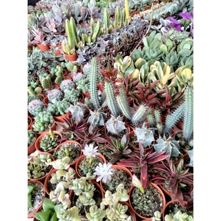 cactus - Prices and Promotions - Jul 2022 | Shopee Malaysia