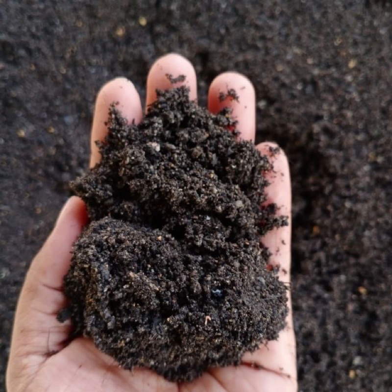 Organic soil tanah hitam sekam bakar padi tanah sawit menanam tubuh ...