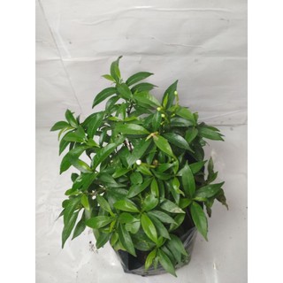 Pokok Bunga Jasmine Hijau @ Bunga Susun Kelapa | Shopee Malaysia