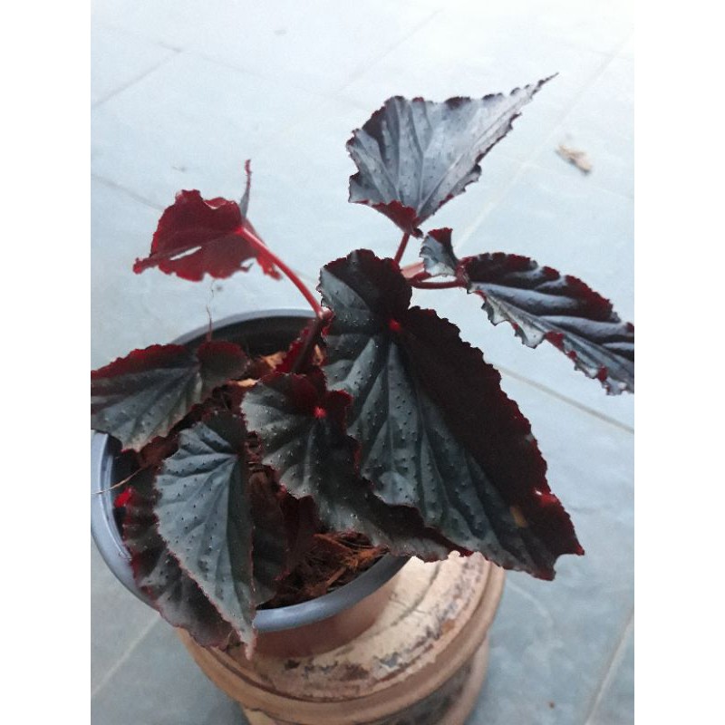 Begonia arabian sunset | Shopee Malaysia