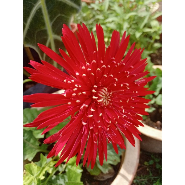 Anak Pokok Daisy/Hutan Daisy/ANAK POKOK SAHAJA BUKAN INDUK | Shopee ...