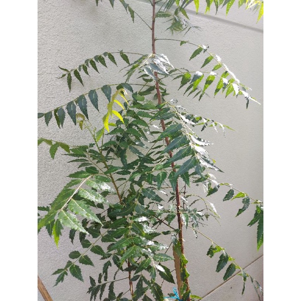 Daun Semambu / Neem Leaf 200 grams | Shopee Malaysia