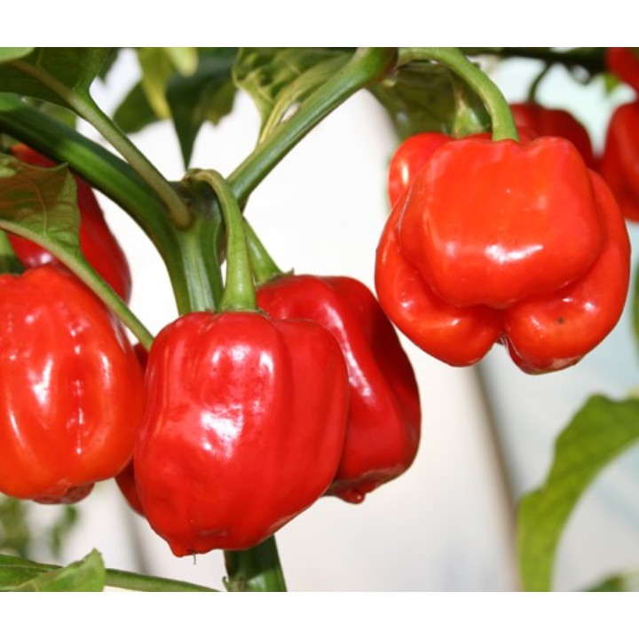 Biji Benih: Cili Geronong Sarawak (5pcs) | Shopee Malaysia