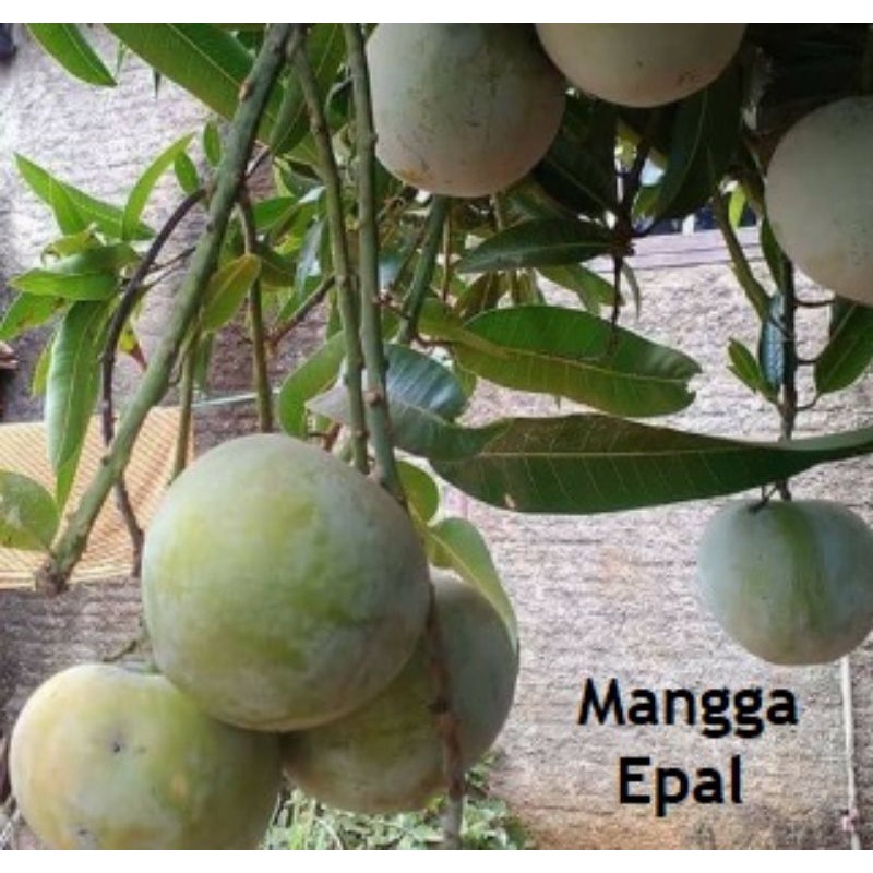 Mangga Epal Hybrid Cepat Berbuah | Shopee Malaysia