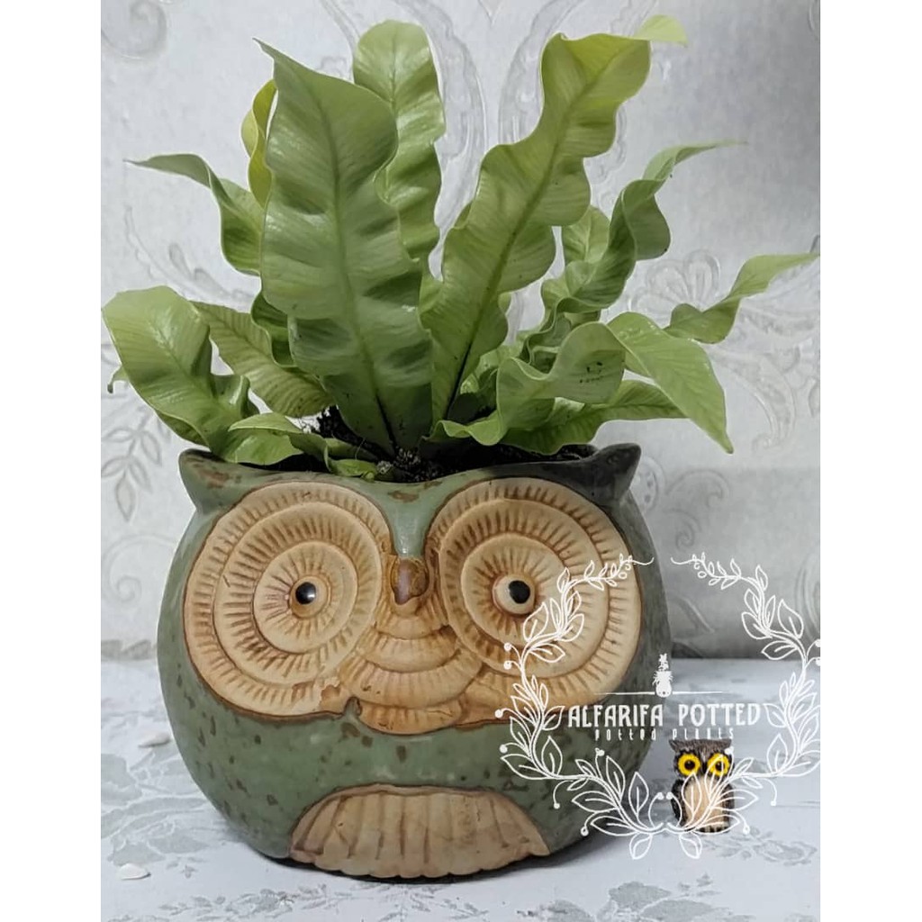 LIVE PLANT BABY ASPLENIUM NIDUS WITH CERAMIC POT & PLASTIC POT (Bird's ...