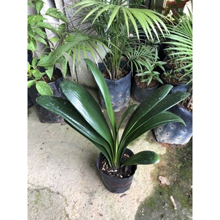 PBN - Clivia miniata - orange flower pokok bunga nursery oren flame lily bush natal garden ...