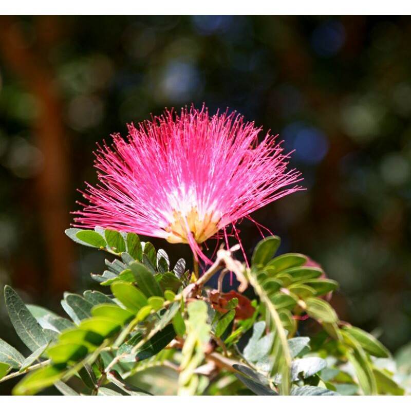 Rain Tree / Albizia saman / samanea saman / Pokok Pukul 5 | Shopee Malaysia