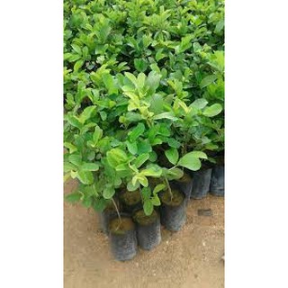 Pokok Jambu Batu Lohan Hybrid/ Guava Tree (lohan) | Shopee Malaysia