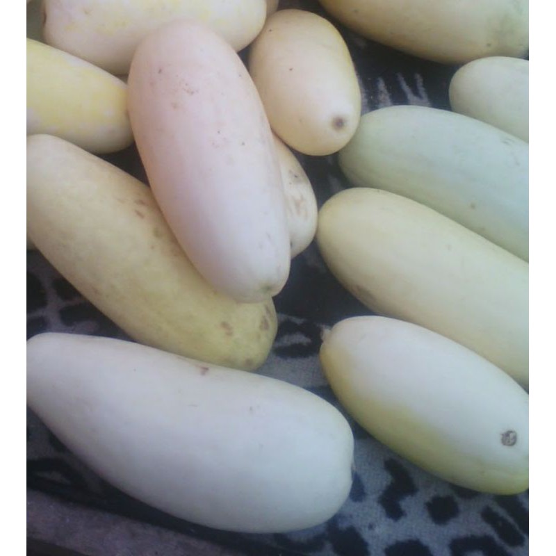 Benih timun susu berkualiti | Shopee Malaysia