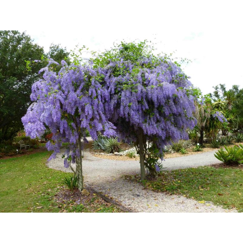 Pokok Sandpaper Vine Purple/White - Pokok bunga menjalar | Shopee Malaysia