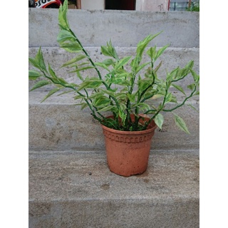 Pokok Bunga Lipan Merah (Devil's Back Bone)(READY STOCK) | Shopee Malaysia