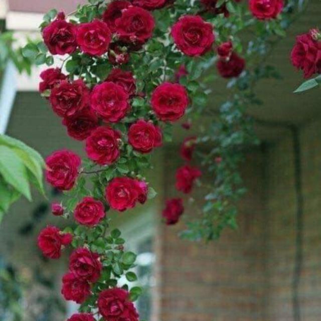 Pokok bunga rose jenis menjalar | Shopee Malaysia