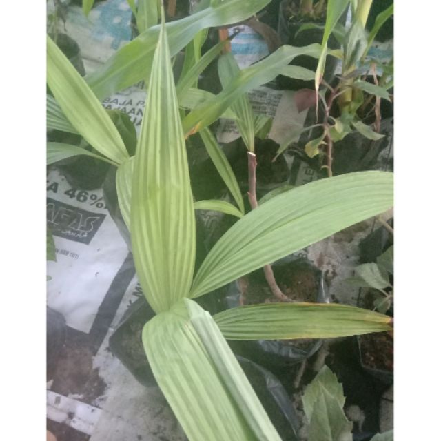 Pokok lemba / pinang puyuh | Shopee Malaysia