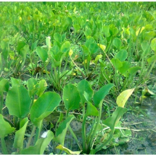 keladi bunting/paku rawan/ genjer/merawan/ selipat/ bunga kelayor ...