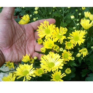 Anak Pokok Bunga Kekwa Kuning Live Plants Chrysanthemum Potted Plants ...