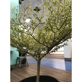 (READY STOCK) BUCIDA BATIK, POKOK HIDUP BUCIDA, LIVE PLANT, HIASAN ...