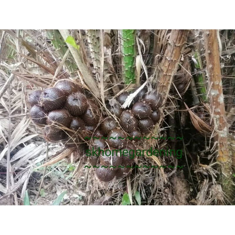Anak Pokok Buah Salak Madu/ Snake Fruit Tree | Shopee Malaysia