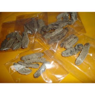 Gamat kering langkawi... | Shopee Malaysia