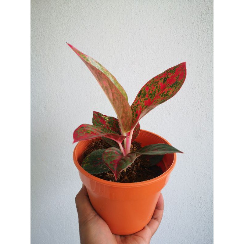 AGLAONEMA RED STARDUST Chinese Evergreen | Shopee Malaysia
