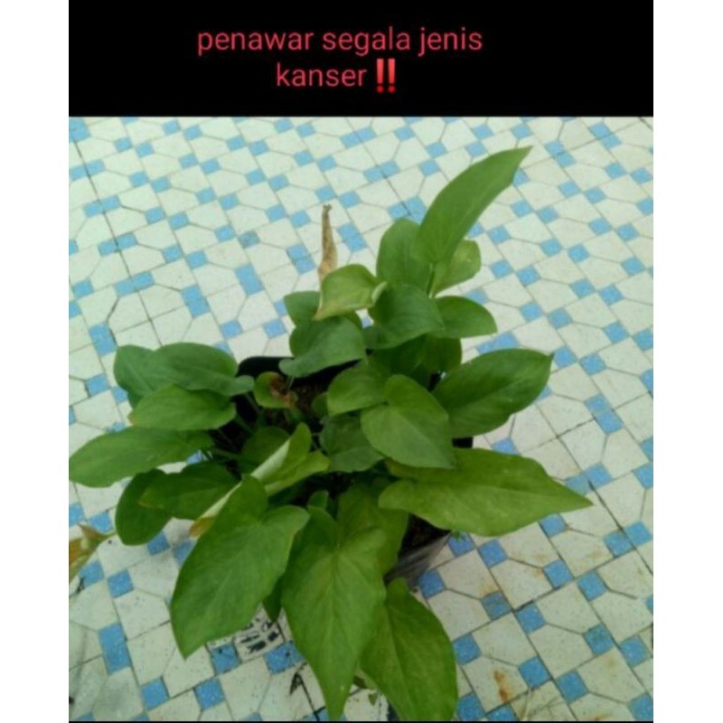 PROMOSI 🔥🔥POKOK KELADI TIKUS | Shopee Malaysia