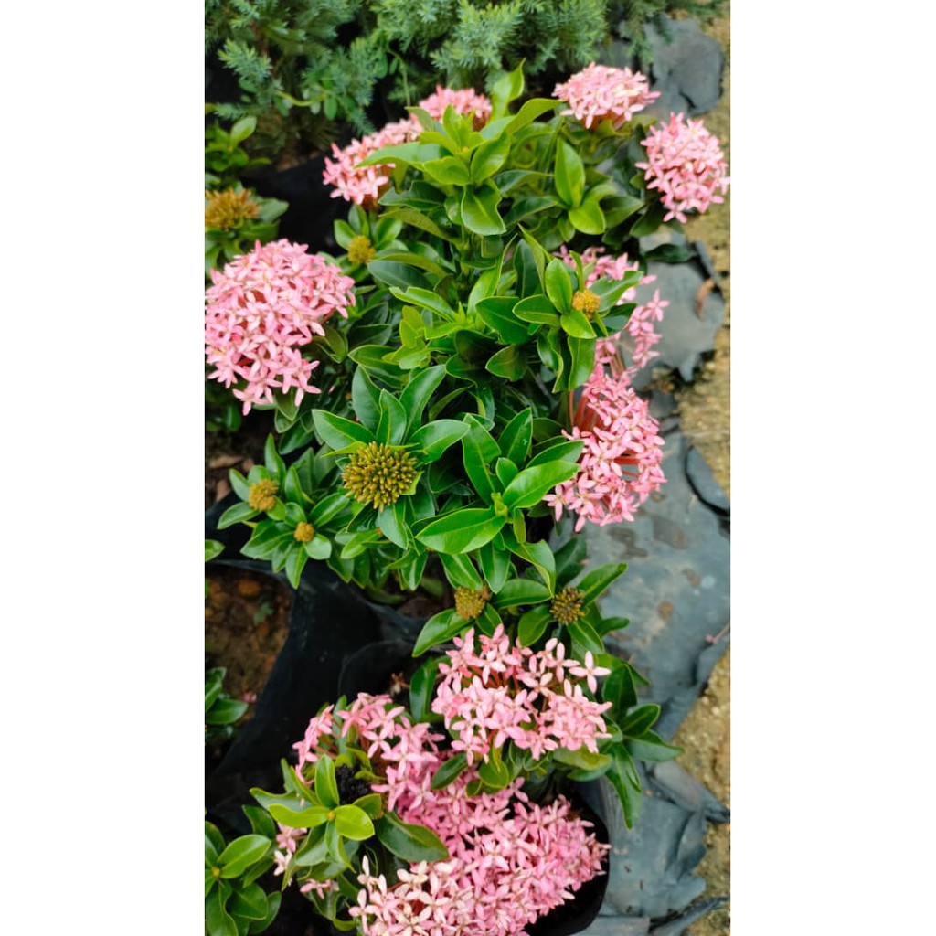 ixora rose Ixora chinensis / Pokok Bunga Xian Dan [ PINK] LIVE PLANT by ...