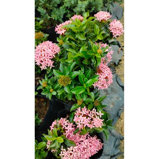 ixora rose Ixora chinensis / Pokok Bunga Xian Dan [ PINK] LIVE PLANT by ...