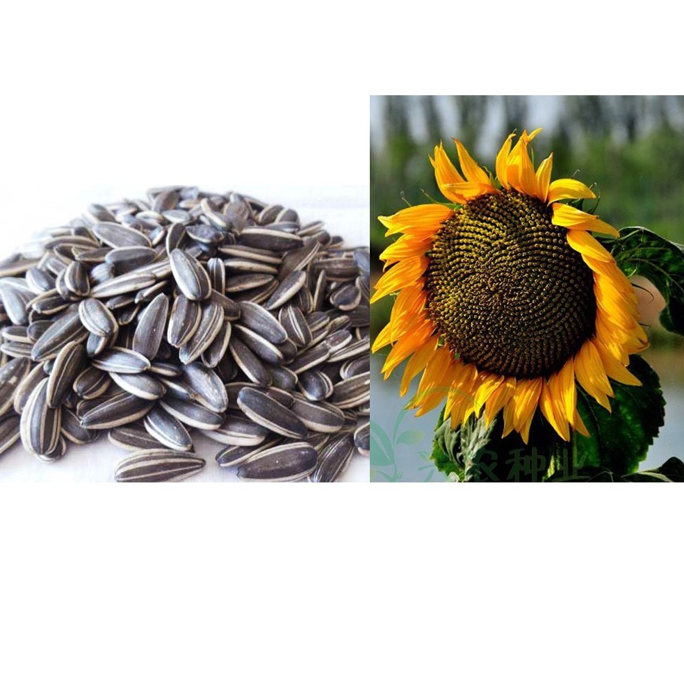 Biji Benih : Kuaci Bunga Matahari (15 biji) / Kuaci Sunflower Seeds ...