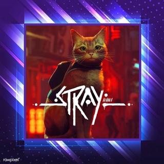 stray - Prices and Promotions - Dec 2022 | Shopee Malaysia