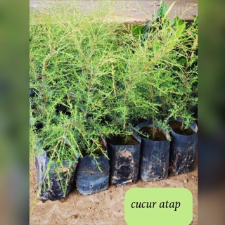 Pokok Cucur Atap @ Corong Atap @ Beackea frustecens utk bonsai, bunga ...