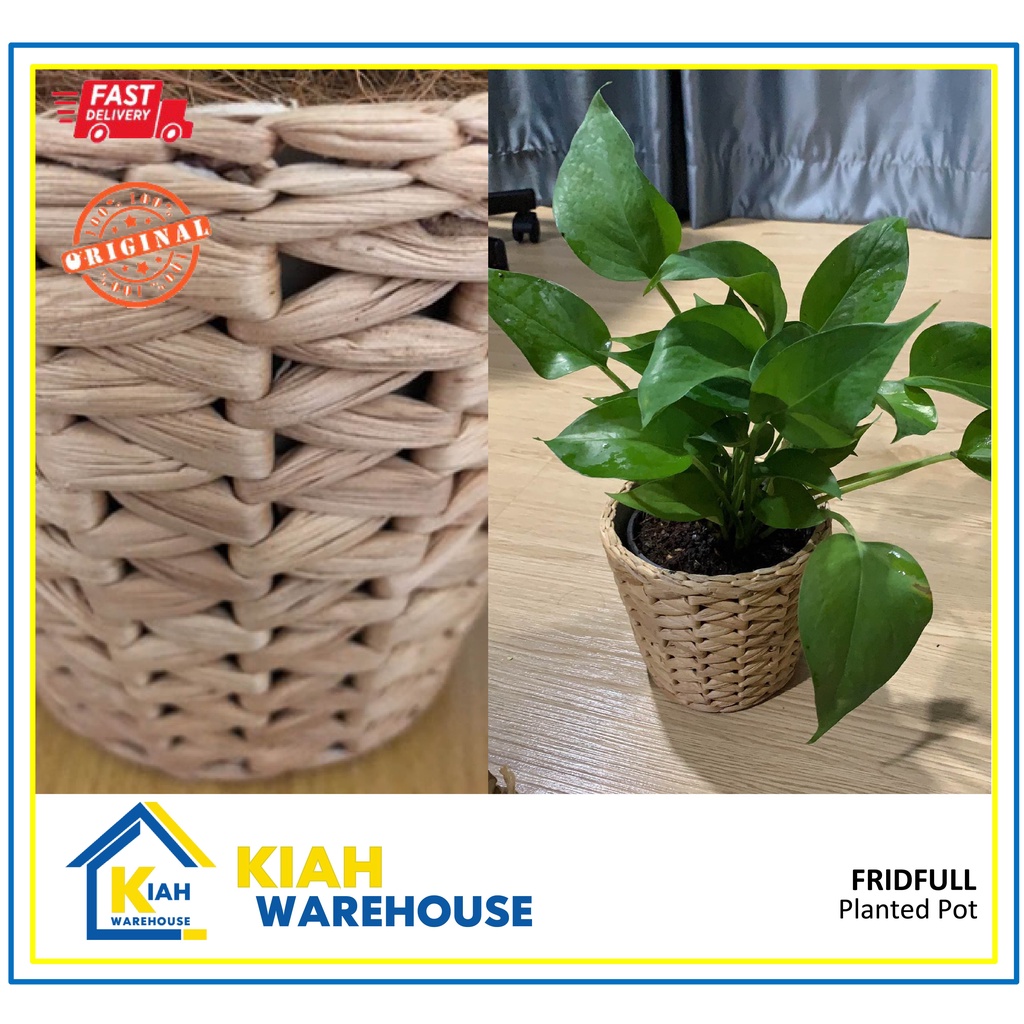 FRIDFULL Pasu Planted Pot Pasu 12cm Raga Rotan Pasu | Shopee Malaysia