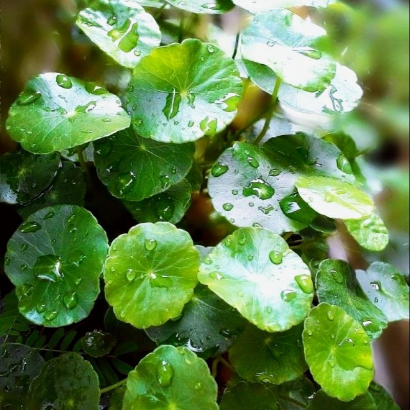 Pegaga jepun pegaga air | Shopee Malaysia