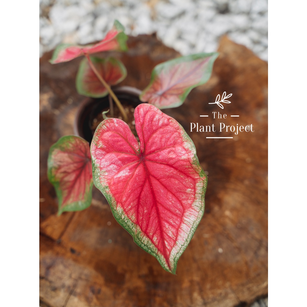 Caladium Jubilee Merah new hybrid Keladi viral ready Stock | The Plant ...