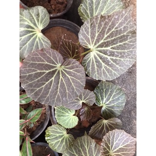 Begonia U514 - Pokok Asam batu - Indoor Outdoor Plant | Shopee Malaysia