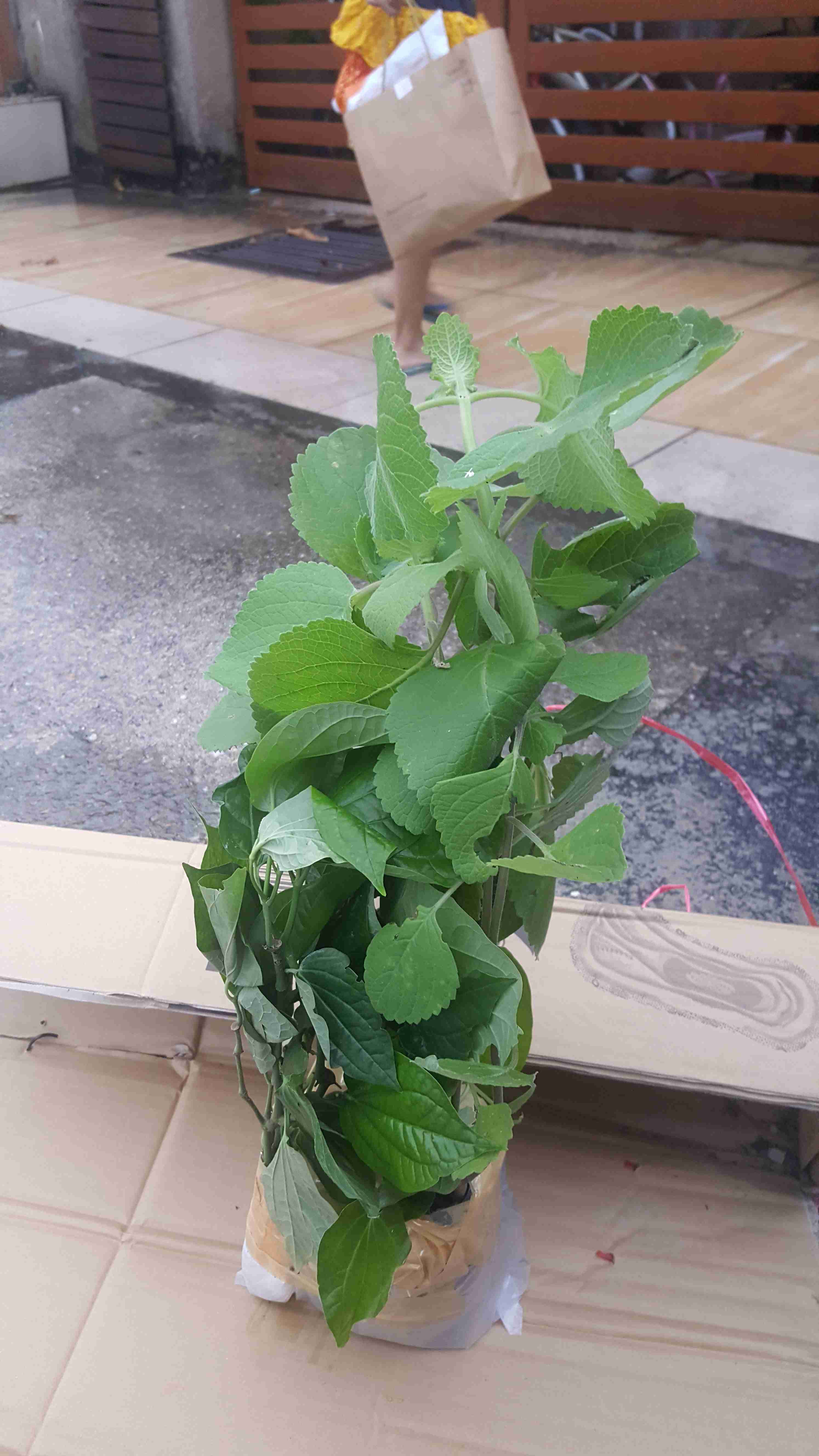 MANGUN | ANAK POKOK | BAHAN GULAI TEMPOYAK DAUN | MASAKAN NOGOGHI ...