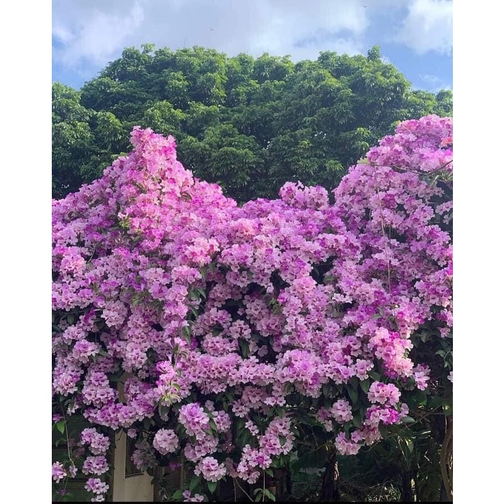 Pokok bunga garlic vine purple flower real plant ready stock hotselling ...