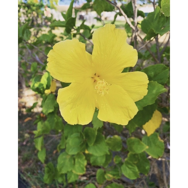 Keratan bunga raya kuning ( 1 keratan batang ) | Shopee Malaysia