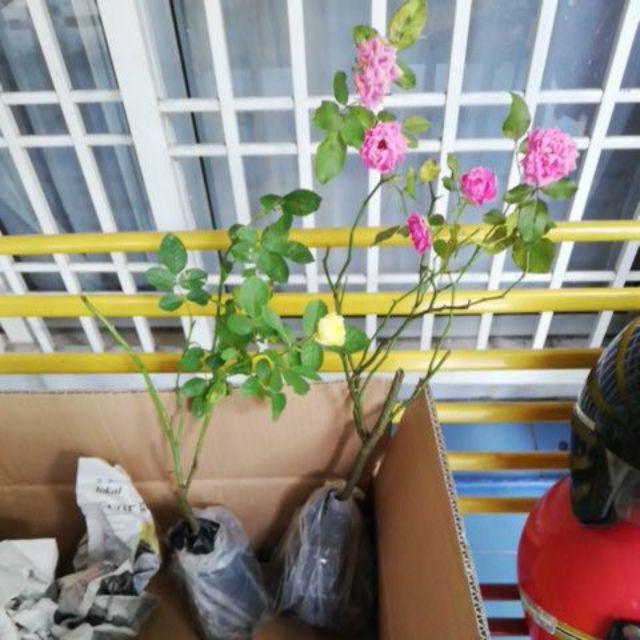 Pokok Bunga Ros Tahan Panas - Baka Thai | Shopee Malaysia