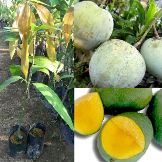 Mangga epal / pokok mangga epal / mangga epal cepat berbuah / mangga ...
