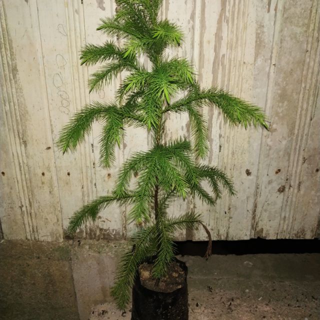 Pokok Rhu Ronan / Rhu Gunung | Shopee Malaysia